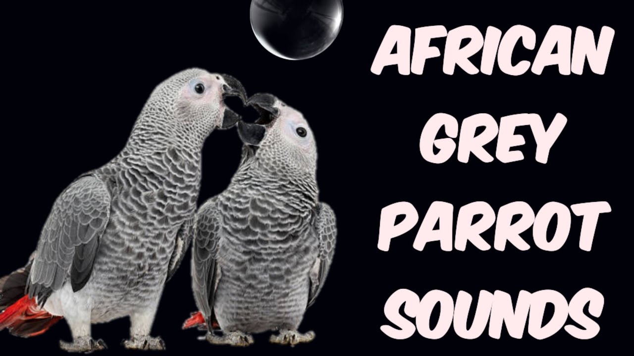Cutest African Grey Parrot Sounds #africangrey #parrot #parrotsounds # ...
