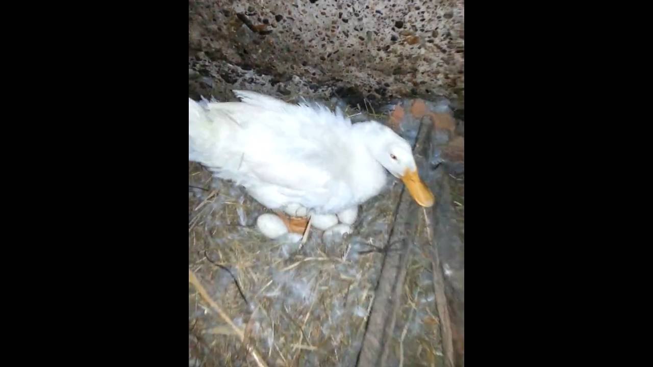 Rate Pekin care clocesc (by Daniel Onica) part 2 - YouTube
