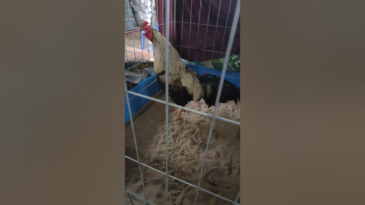 chuối 2.9kg - YouTube