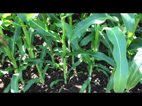 Twin Row Maize Update - YouTube