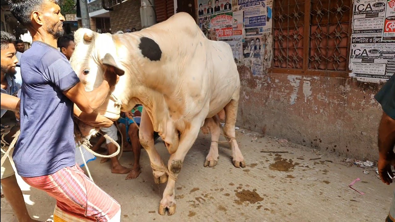 Angry Aussie Bull "PANDA" Grounding Time | Pagla Goru Qurbani Video ...