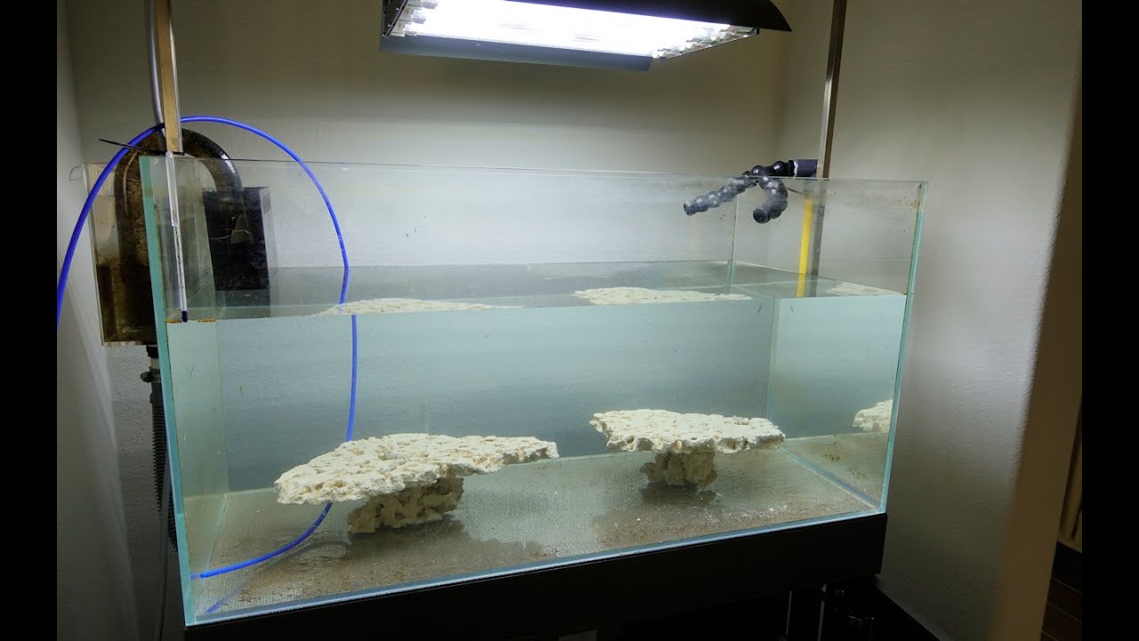 Starting a New Reef Tank 4K - YouTube