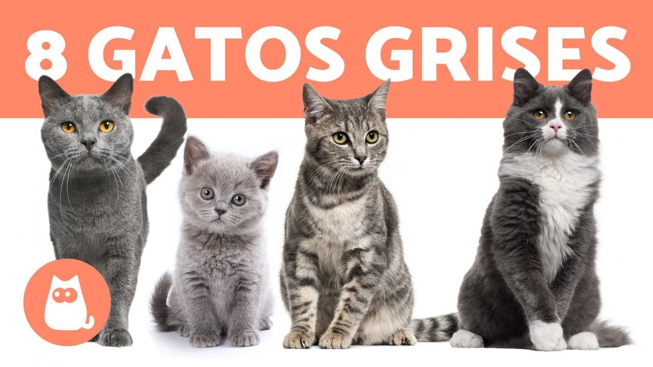 8 RAZAS de GATOS GRISES 🐱 ️ ¡Descúbrelas! - YouTube