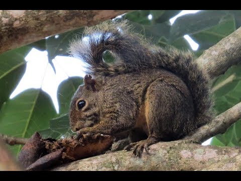 Existe Esquilo no Brasil? | Caxinguelê - YouTube