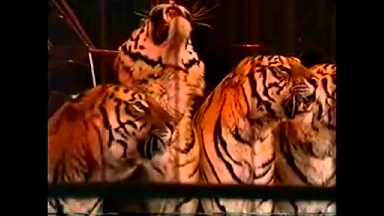 Richard Chipperfield al 21° Festival di Montecarlo, nel 1997 - YouTube