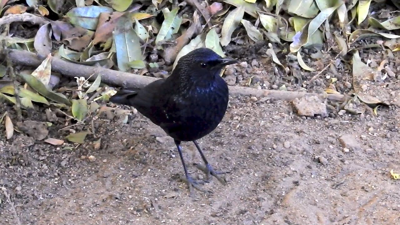Blue Whistling-thrush (Myophonus caeruleus) - YouTube