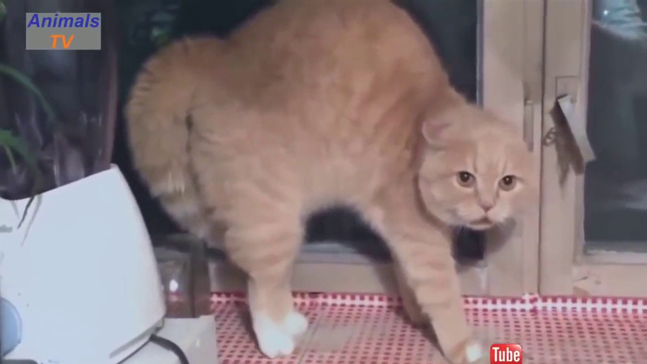 Funny Scared Cats and Dogs Compilation Try Not To Laugh Chalange ...