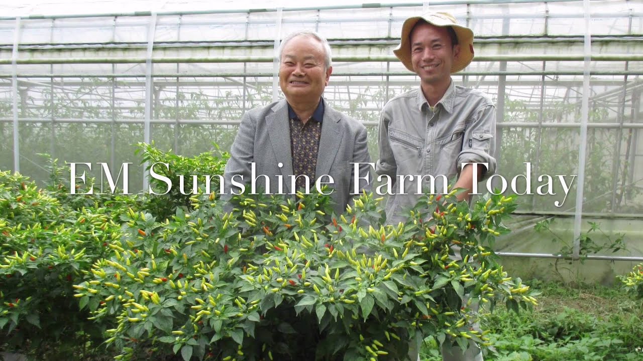 Sunshine Farm in Okinawa - YouTube