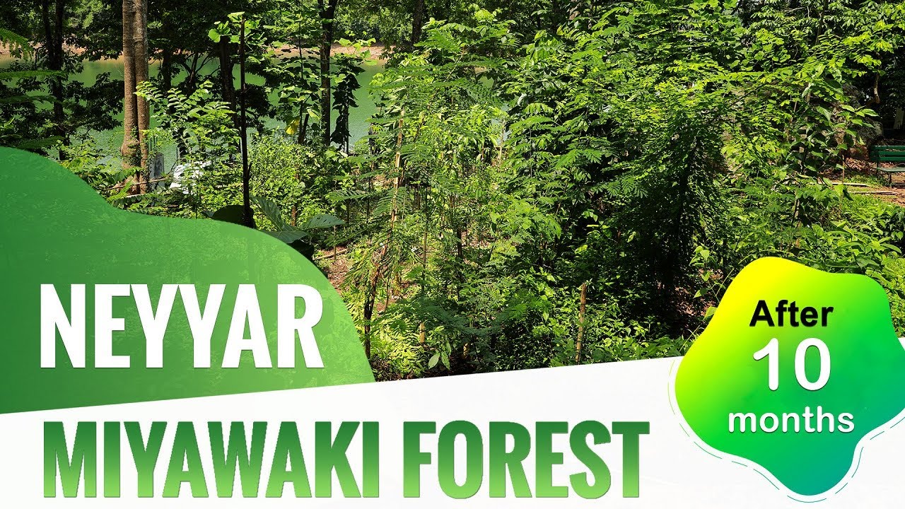 Fast Growing Miyawaki Forest at Neyyar | After 10 Months ...