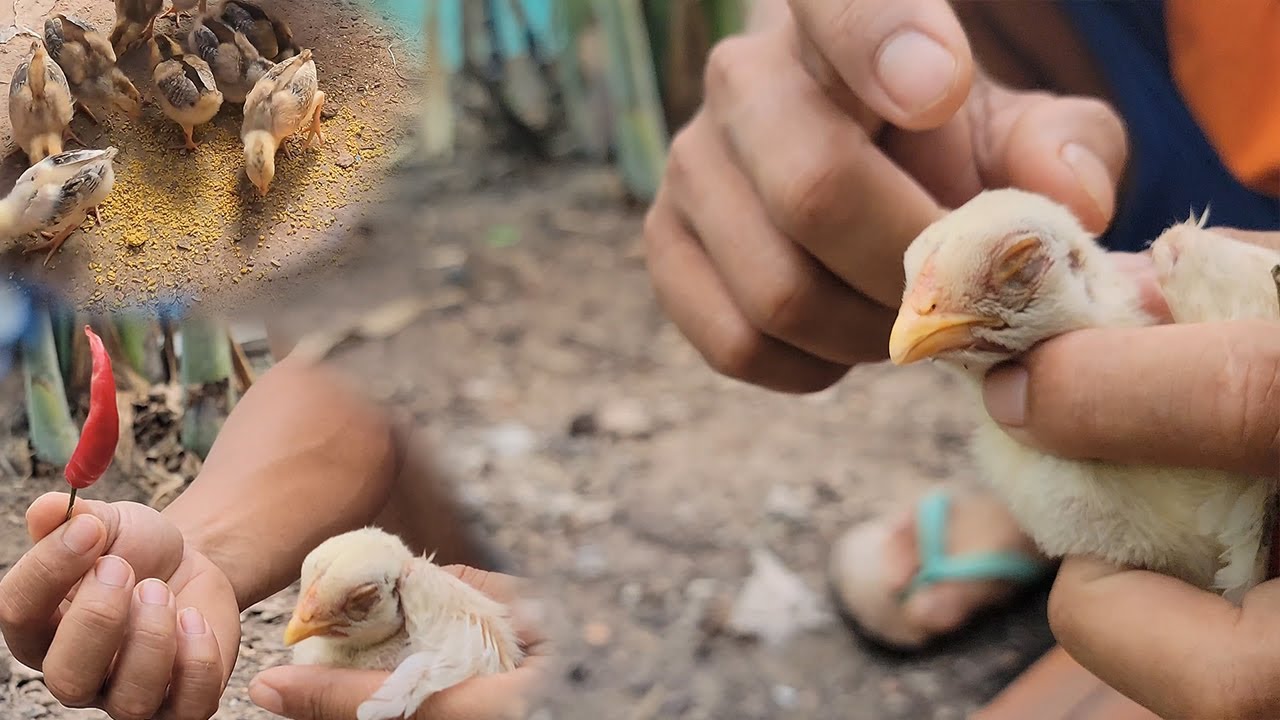 How To Recover Baby Chicken Swollen eyes and Making best Feed For ...
