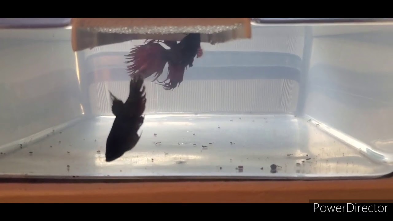 Finalmente pude grabar EL ABRAZO del BETTA increíble - YouTube