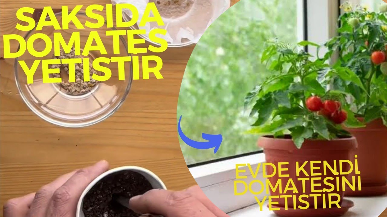 Evde domates yetiştirme Saksıda domates yetiştirme - YouTube