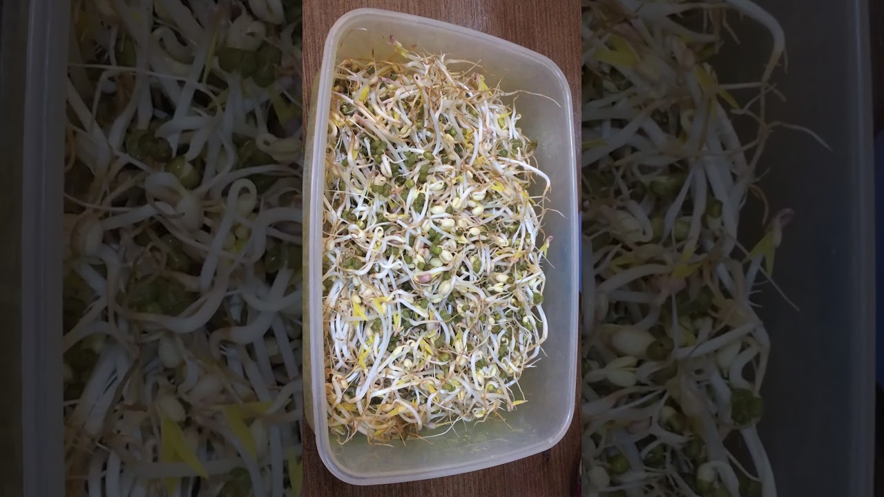 Mongo sprouts - YouTube