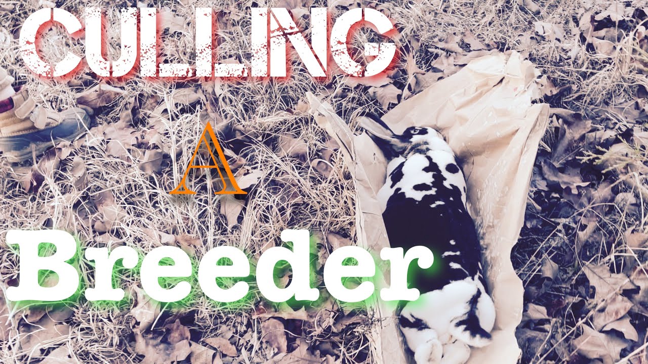 Culling a Rabbit | Sovereign Provisions Homestead - YouTube