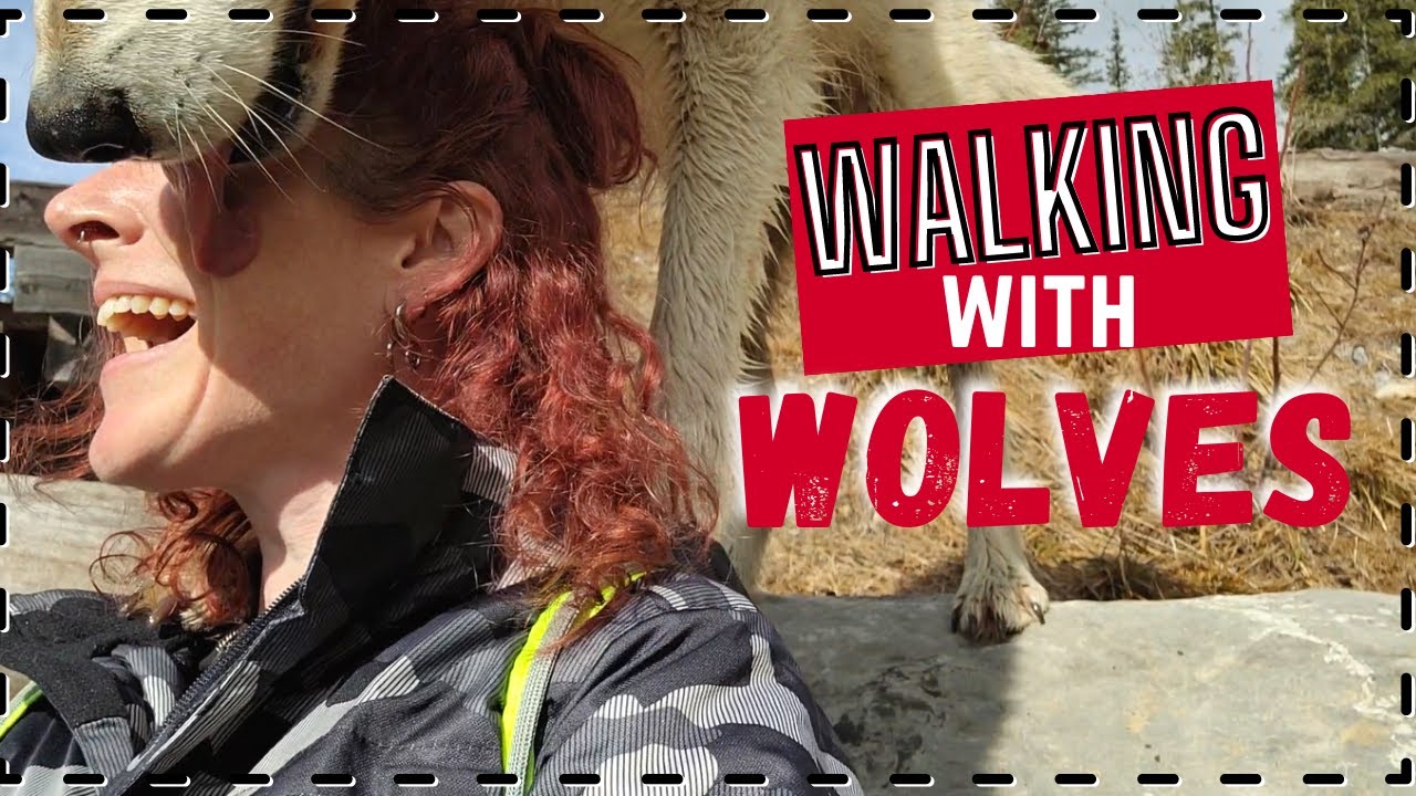 Wolf encounter - Golden, BC!! | Photography tour at the Northern Lights ...