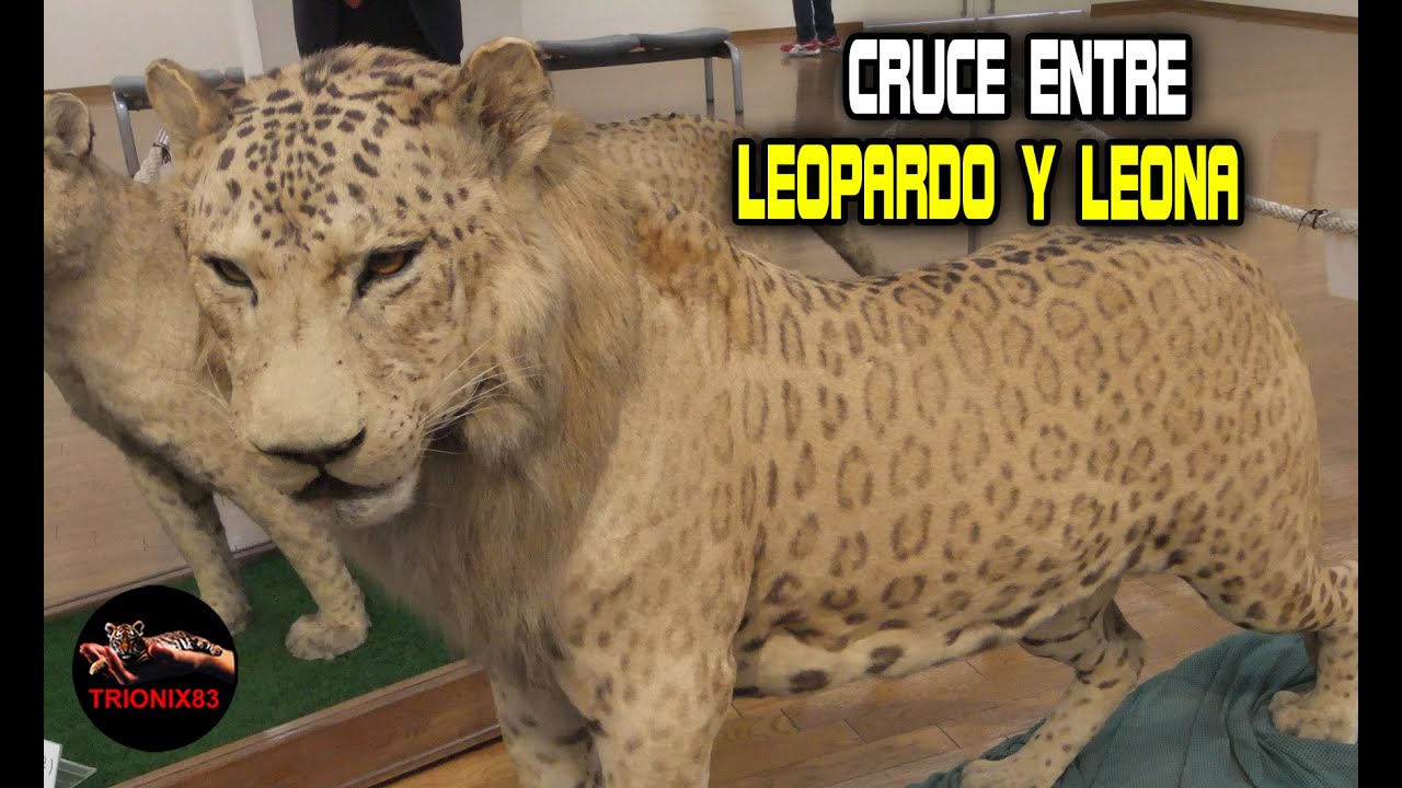 Cruce entre Leopardo y Leona (Descubre los grandes leones híbridos de ...