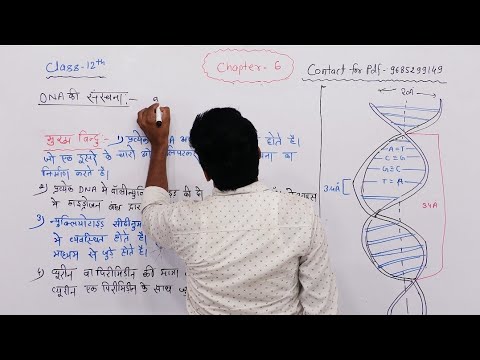 DNA की संरचना | Structure of DNA / ch-6 Class-12th Biology - YouTube