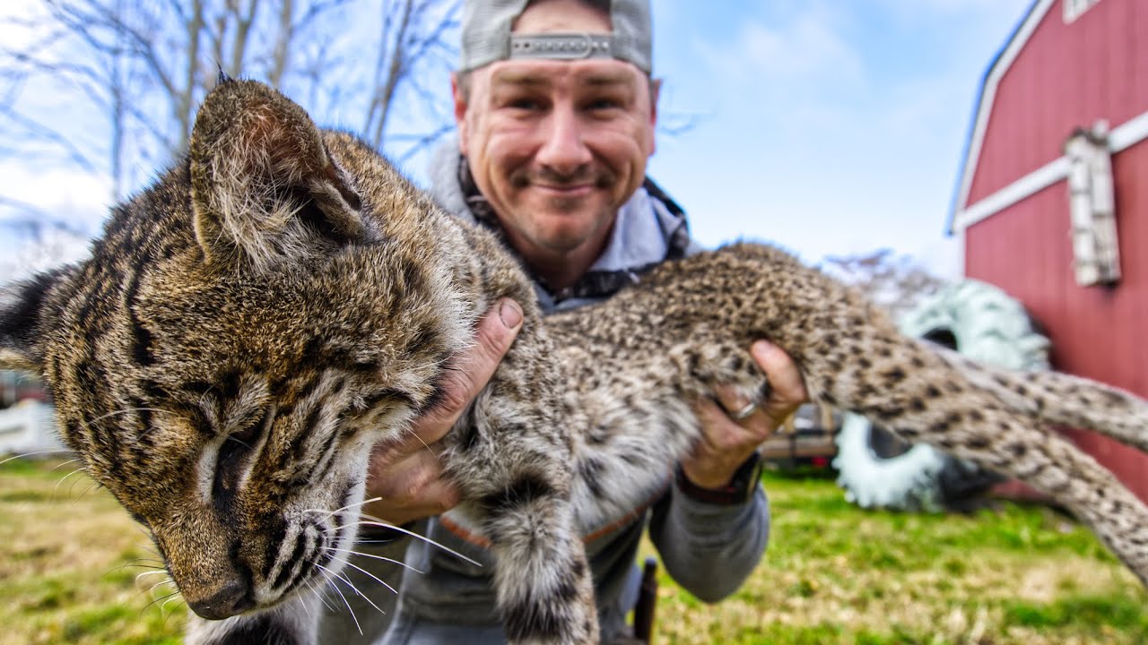 Catching a WILD Bobcat in My BACKYARD ( BEST Meat I EVER Tasted ) - YouTube