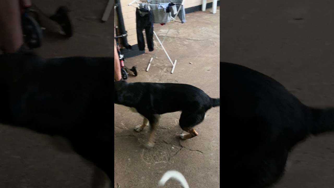 Dog chasing own tail in circles - YouTube