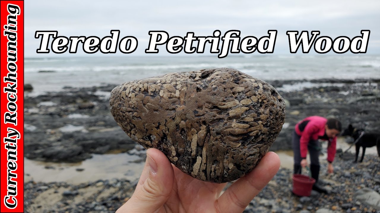 Beverly Beach Rockhounding // Tiny Agates & Teredo Wood - YouTube