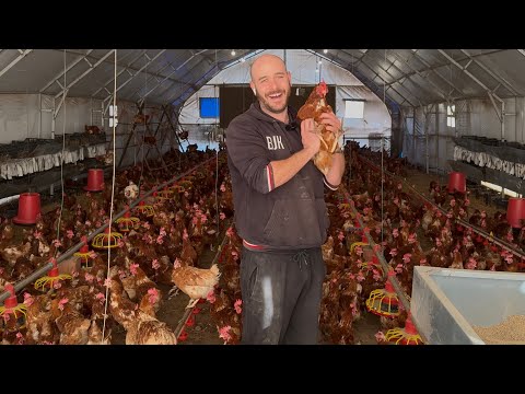 900 TAVUK AYDA KAÇ PARA KAZANDIRIR ? Kendi İşinin Memuru Ol 