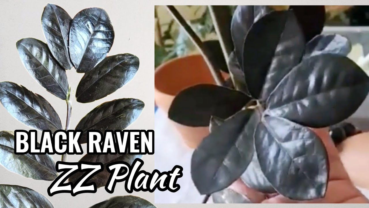 Black "Raven" ZZ - Complete Care Tips - YouTube
