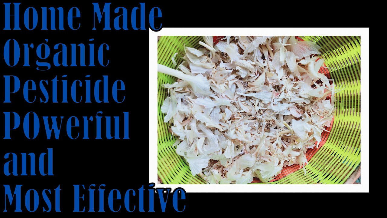 Home Made Natural Pesticide for Pest. Garlic Peel for Controlling ...