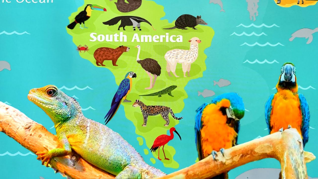 Learn Animal names/Let's scratch off animals of South America and find ...