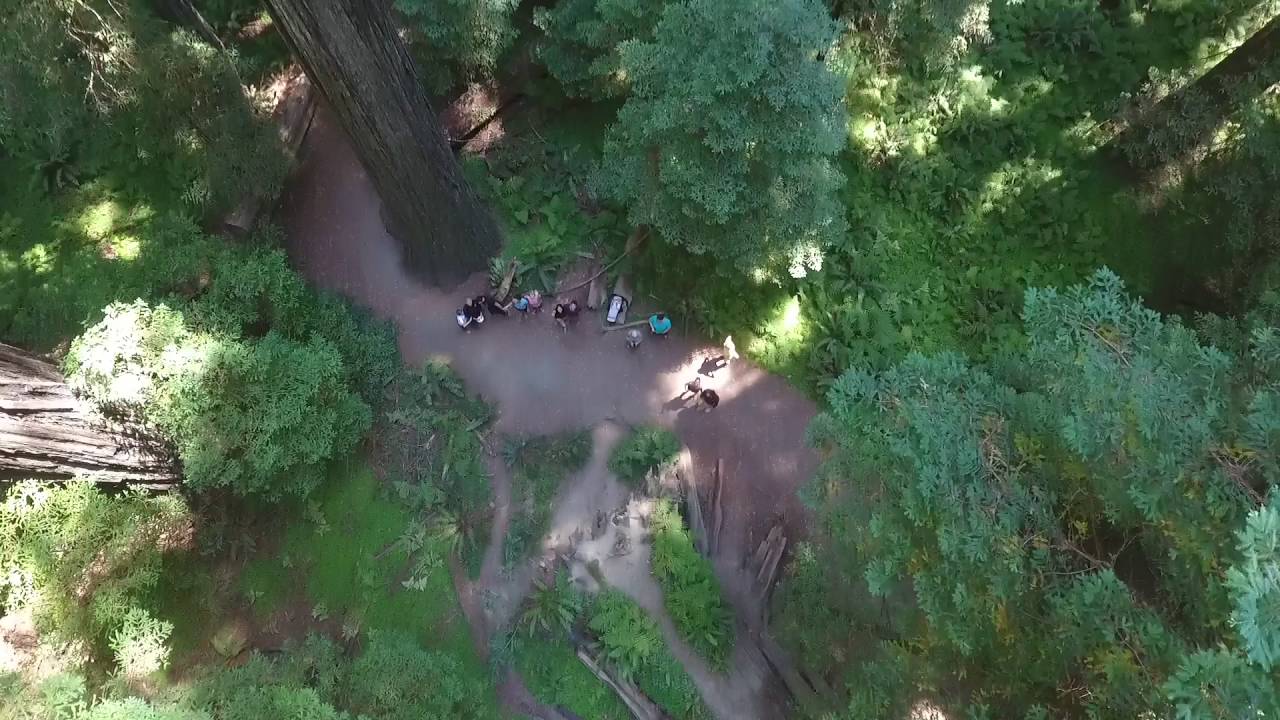 A view from above - California Redwoods. DJI Phantom 4 Drone - YouTube