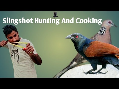 slingshot hunting || catapult hunting || Gulal || Gulail || #slingshot ...