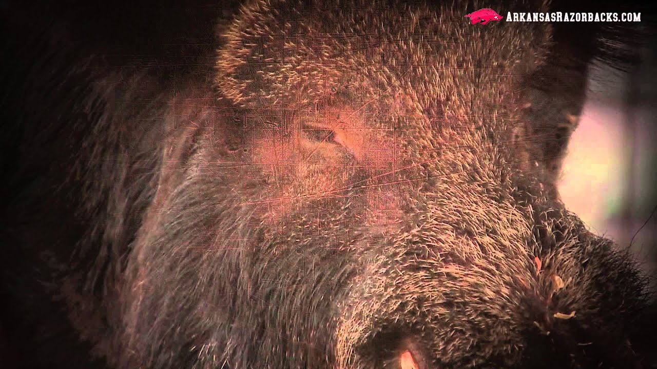 Something Big Is Coming in Razorback Athletics - YouTube