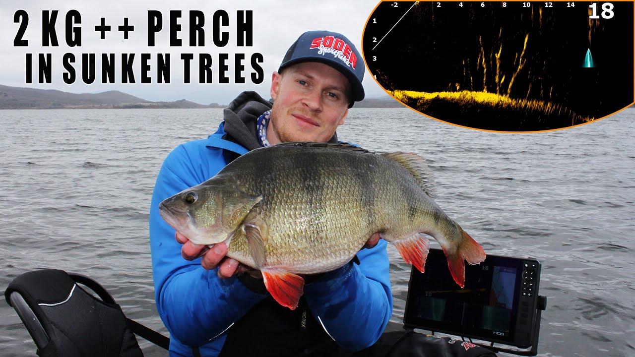 2 kg ++ Perch In Sunken Trees - YouTube