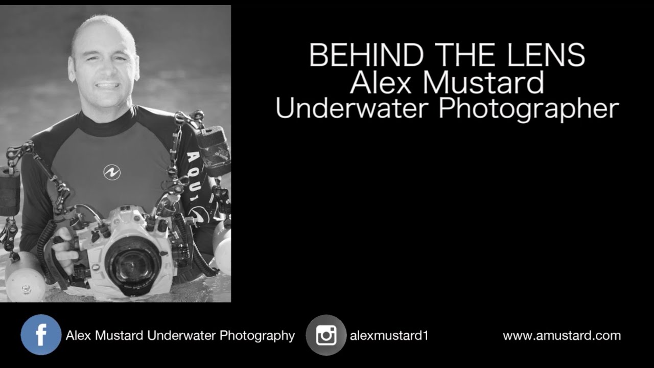 Behind The Lens: Interview With Alex Mustard Underwater Photographer ...