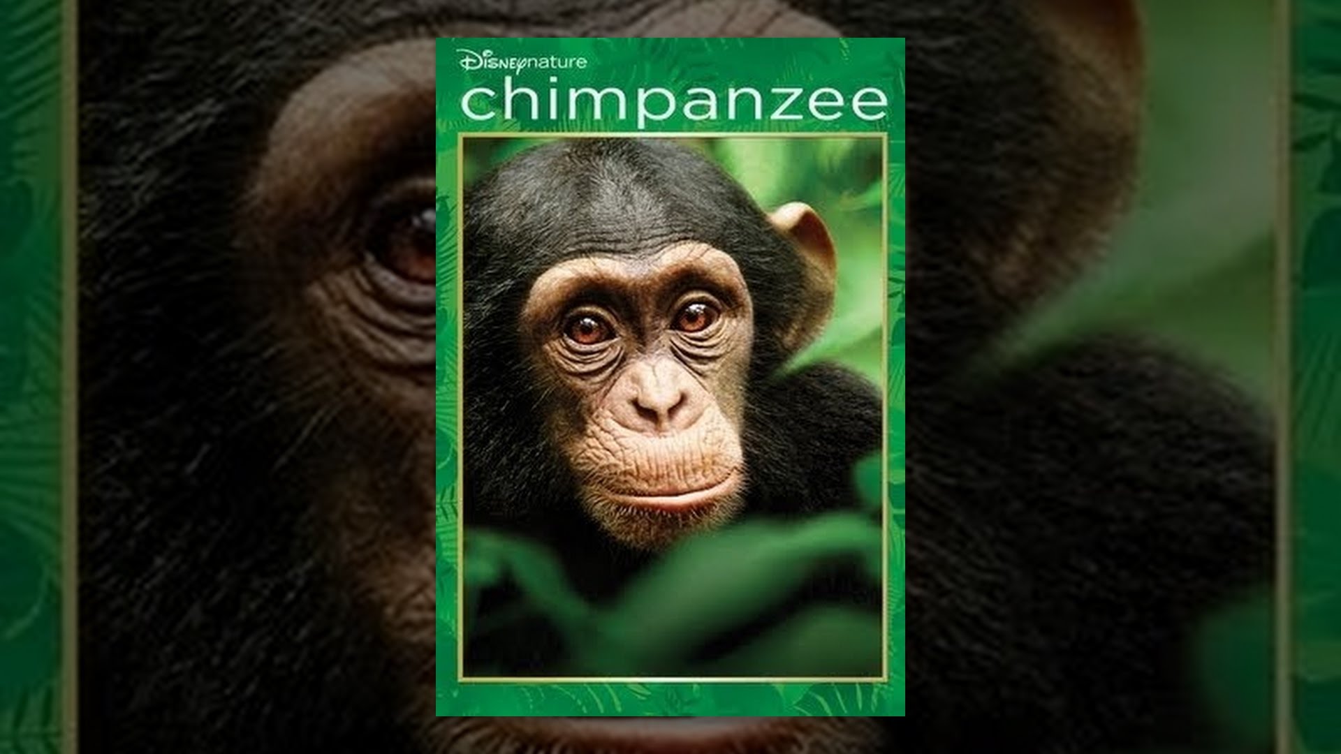 Disneynature Chimpanzee - YouTube