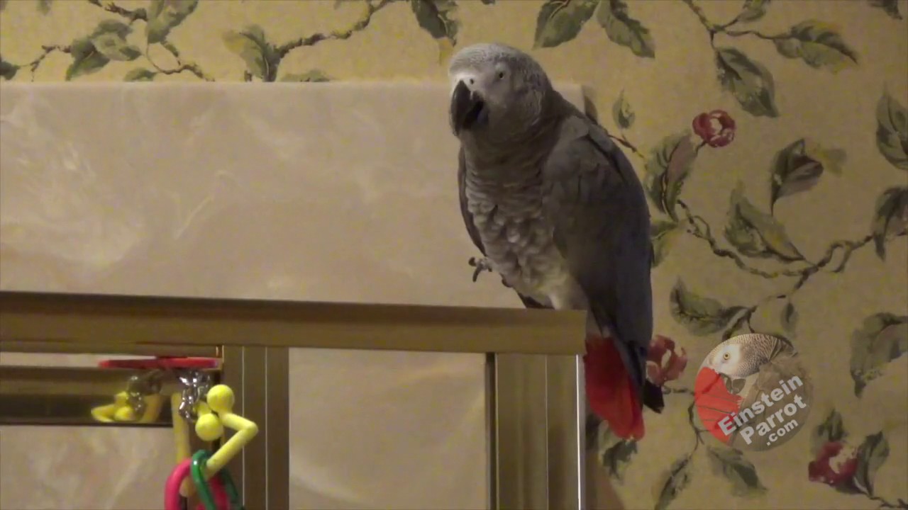 Genius parrot self-aware of the cool sounds he can make - YouTube