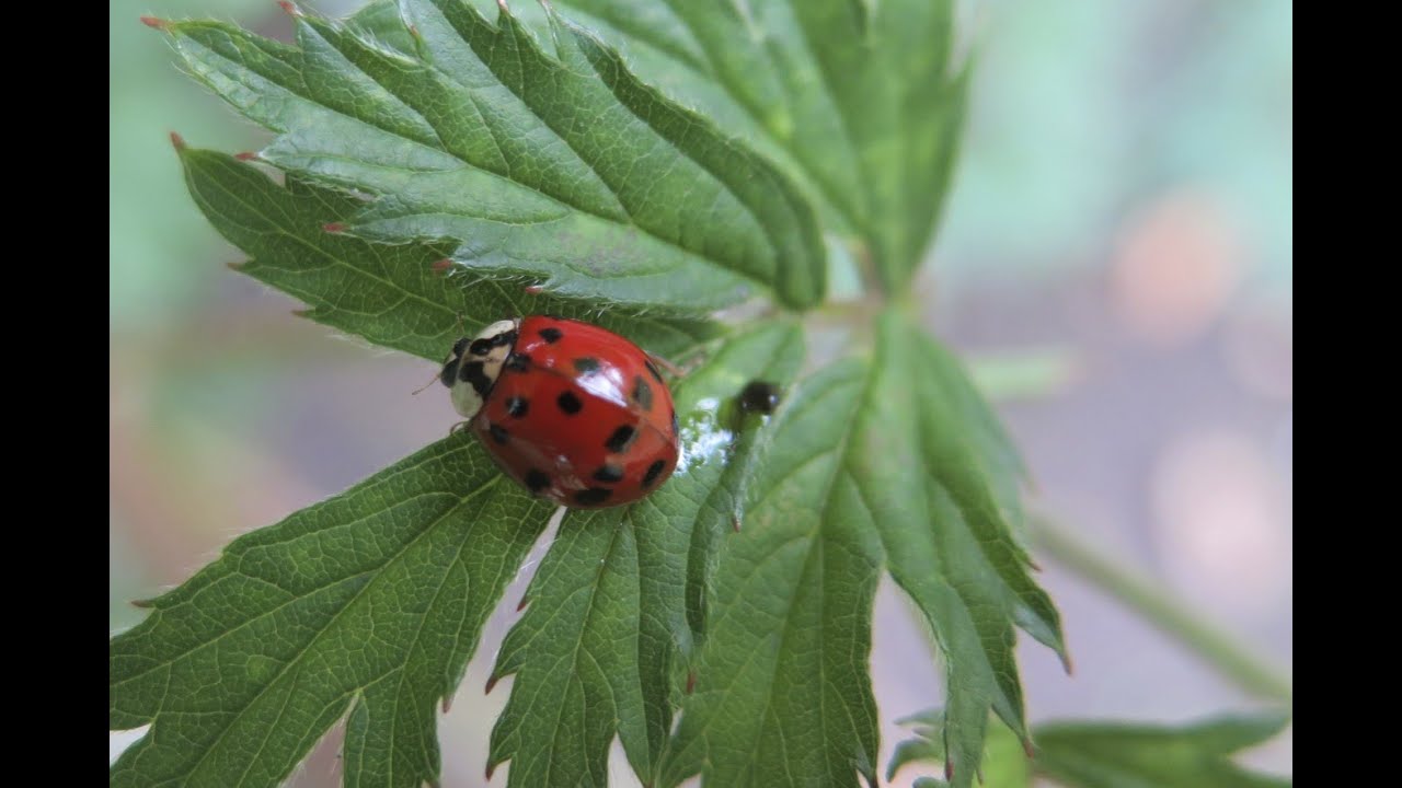 TESTING CANON POWERSHOT G16 MACRO FILMING 2 - YouTube