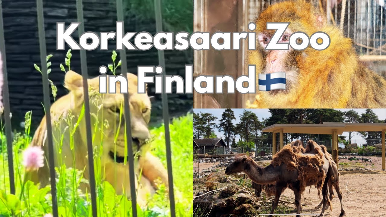 Let’s Tour at one of the Oldest Zoo in the World | Korkeasaari Zoo in ...
