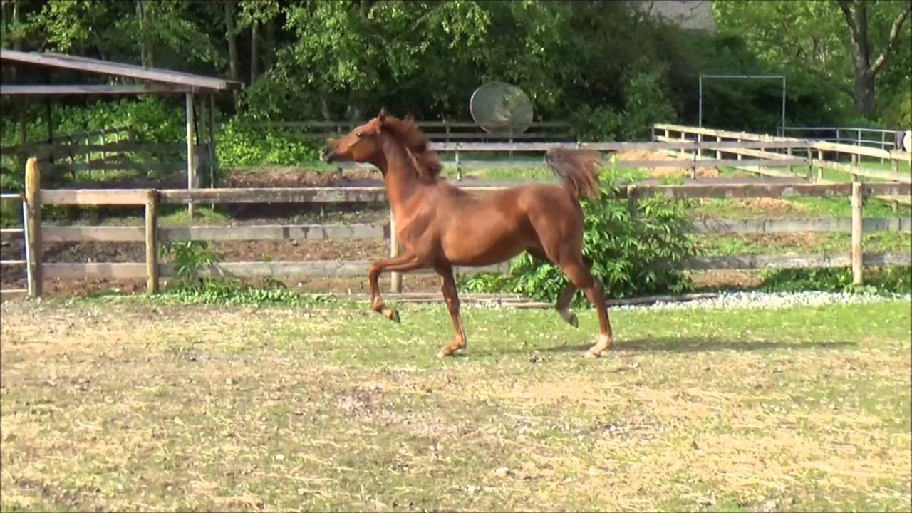 STLA Wicked Good Partbred Arabian Yearling - YouTube