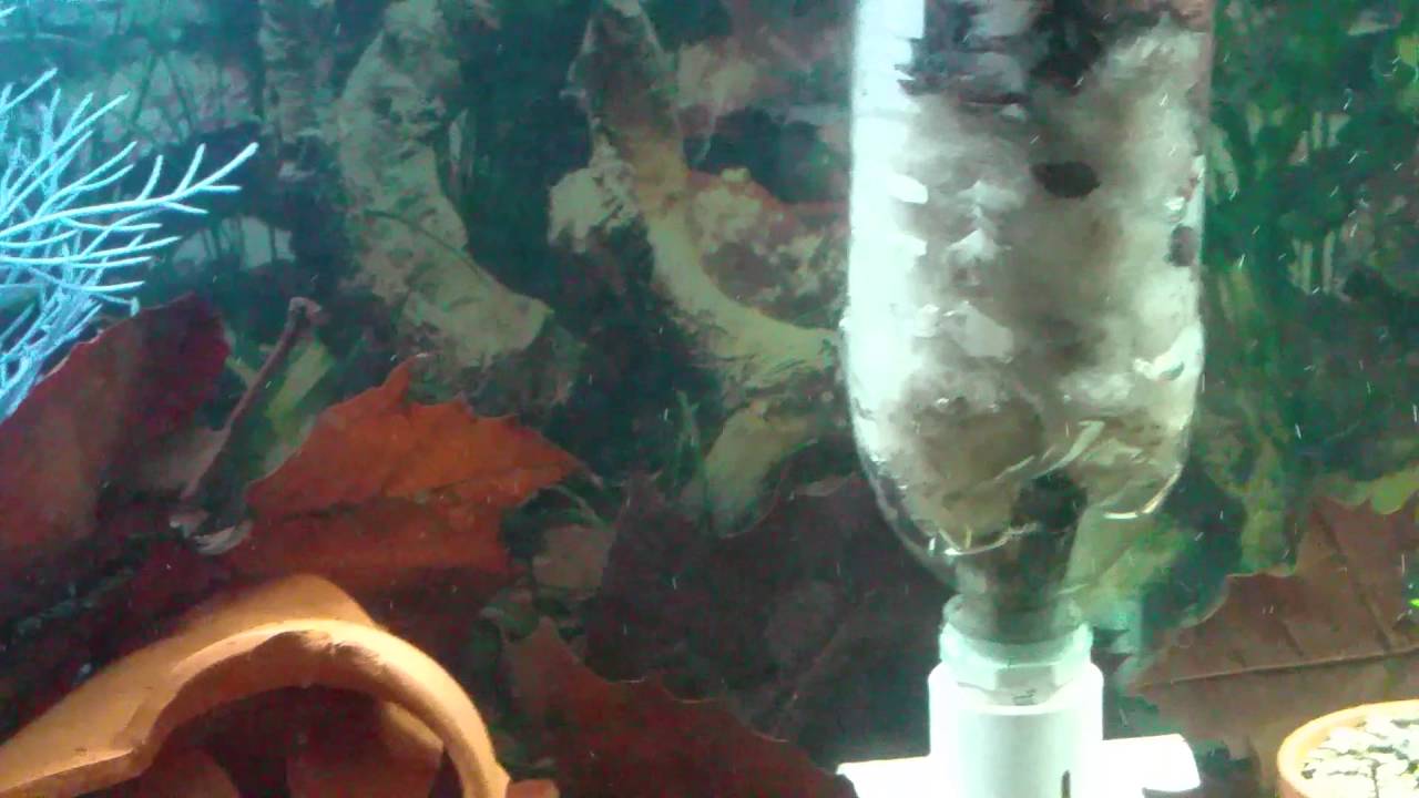 Newly unboxed German Blue rams and Gold Rams w/EB gene, from Joe Gargas ...