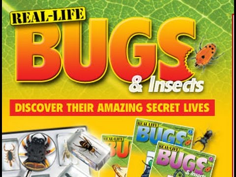 Real life bugs magazine issues 1,2 and 3 - YouTube