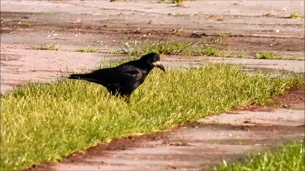 Pair of Rooks / Paar Roeken (Corvus frugilegus) - YouTube
