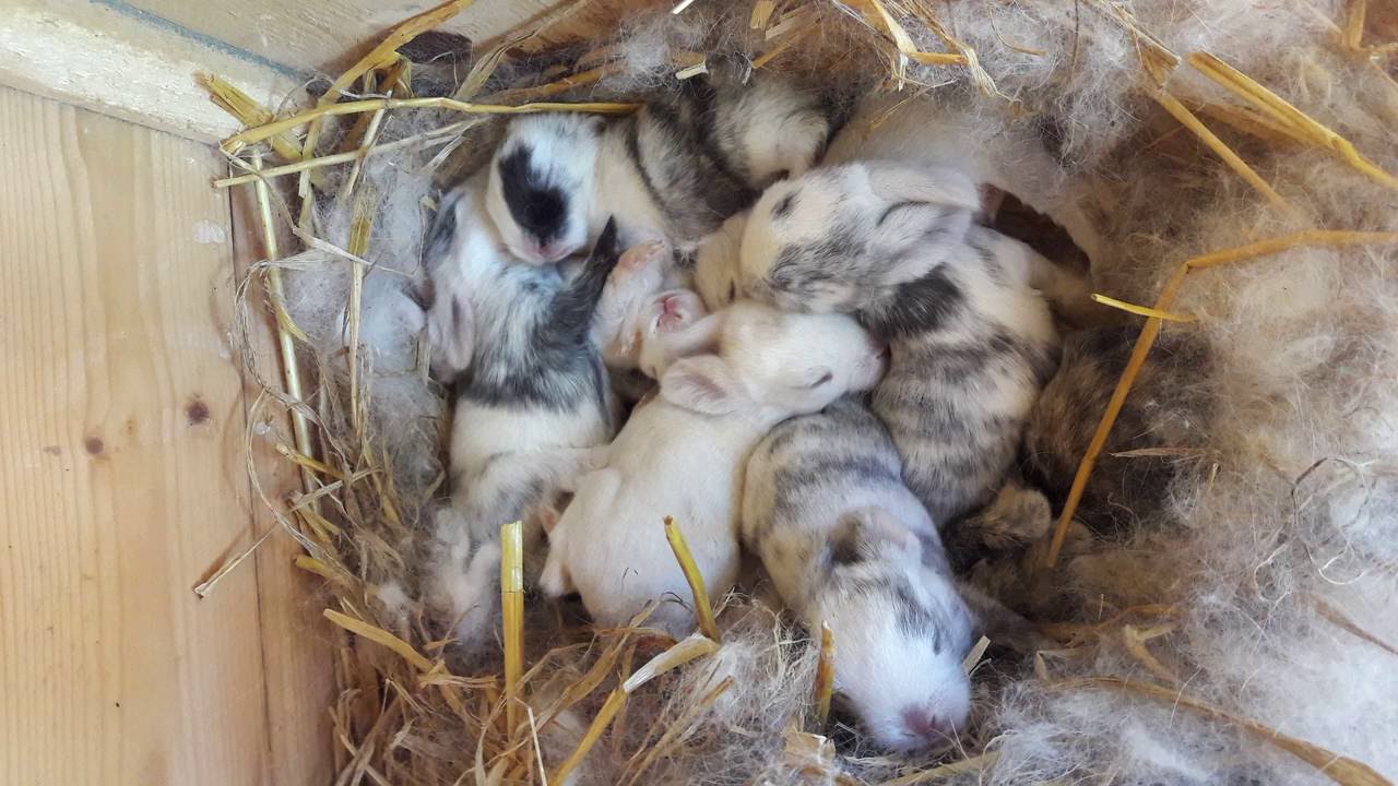 Nine baby bunnies growing up - YouTube