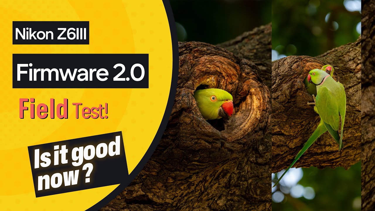 NIKON Z6 III - FW 2.0 BIRD AUTOFOCUS TESTED - is it as good as Z9/Z8 ...