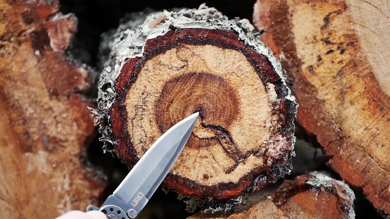 Tree Anatomy | Growth Rings, Dendrochronology, & Life Lessons - YouTube