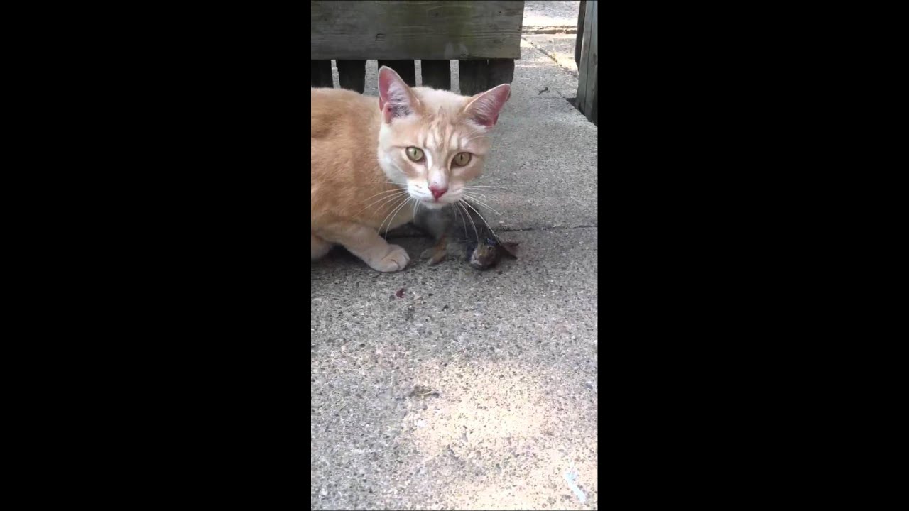 Cat eating a baby rabbit - YouTube