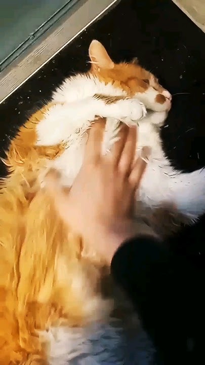 Einstein The Mainecoon, loves belly rubs part 2 #subscribe#like#comment#cats#cat - YouTube