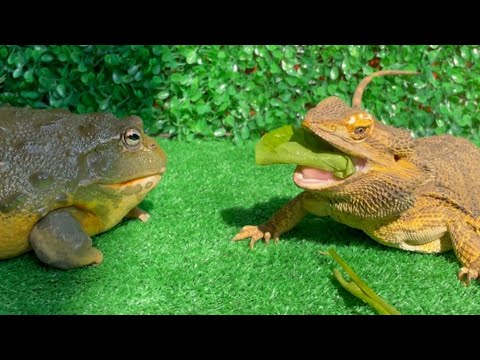 Jealous🐸 The frog looks enviously at the lizard. frog and lizard - YouTube