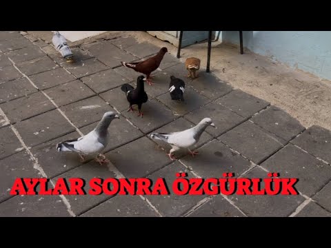 Elvan Güvercinler Aylar Sonra Tekrar Özgür ( Fare Zehiri Yemiş )