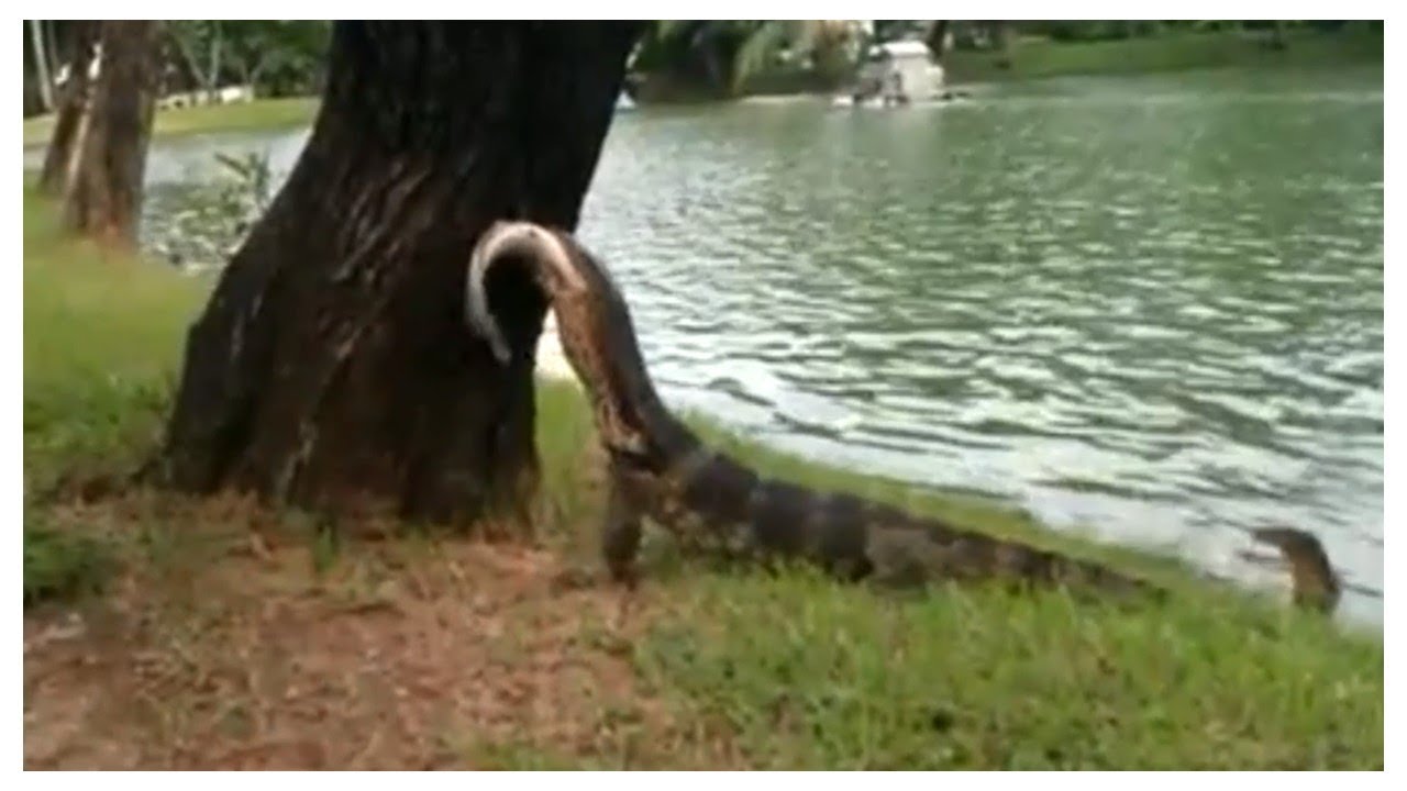 Giant Water Monitor lizard eats Fish in Bangkok #Park #Wild #Lizard # ...
