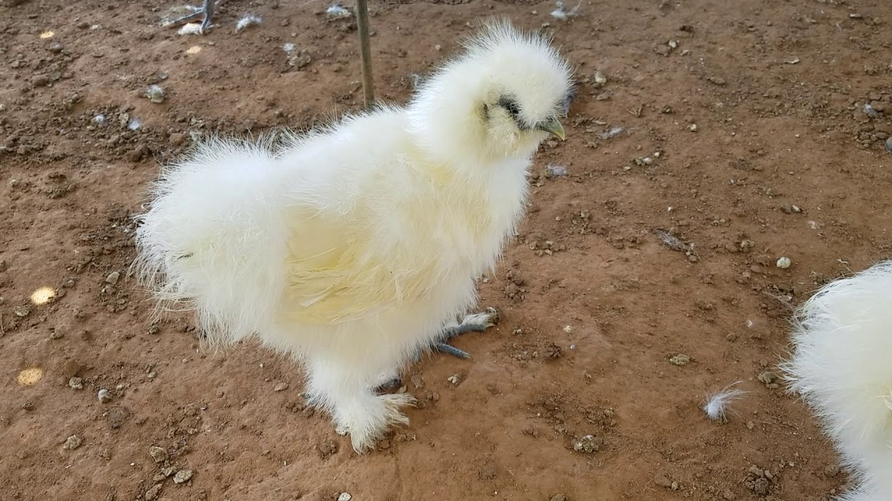 Silkies And Polish Chickens - YouTube
